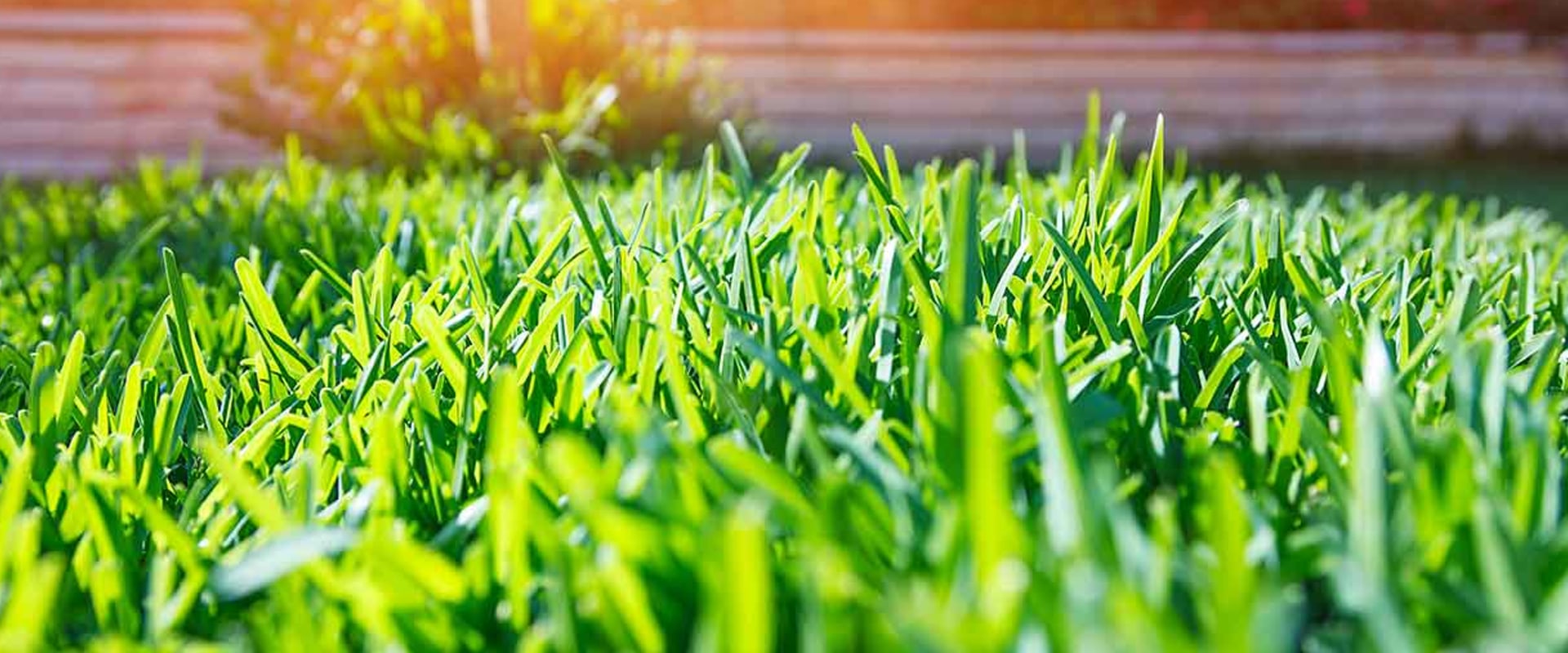 How do you maintain a perfect lawn?